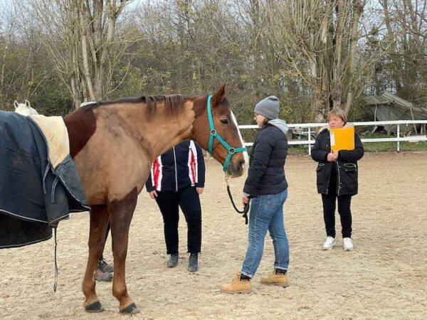 Stage découverte du métier d'ostéopathe animalier - IFOA